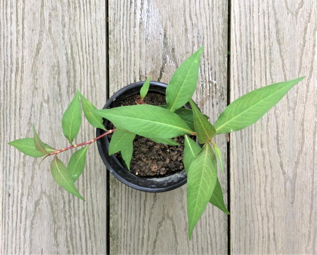 Laksa Leaf Plant (Daun Kesum, Vietnamese Coriander) – Edible plant ...