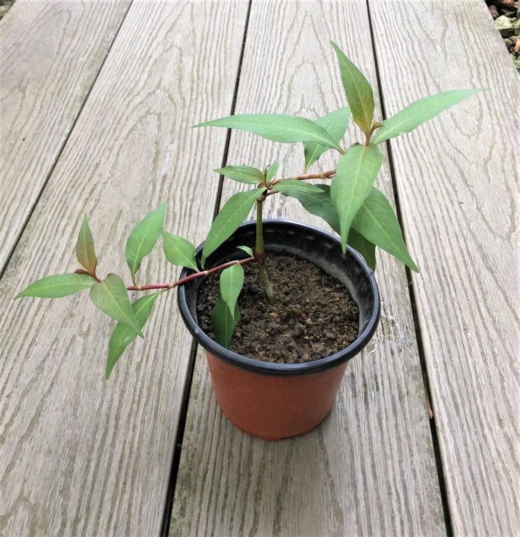 Laksa Leaf Plant (Daun Kesum, Vietnamese Coriander) – Edible plant ...