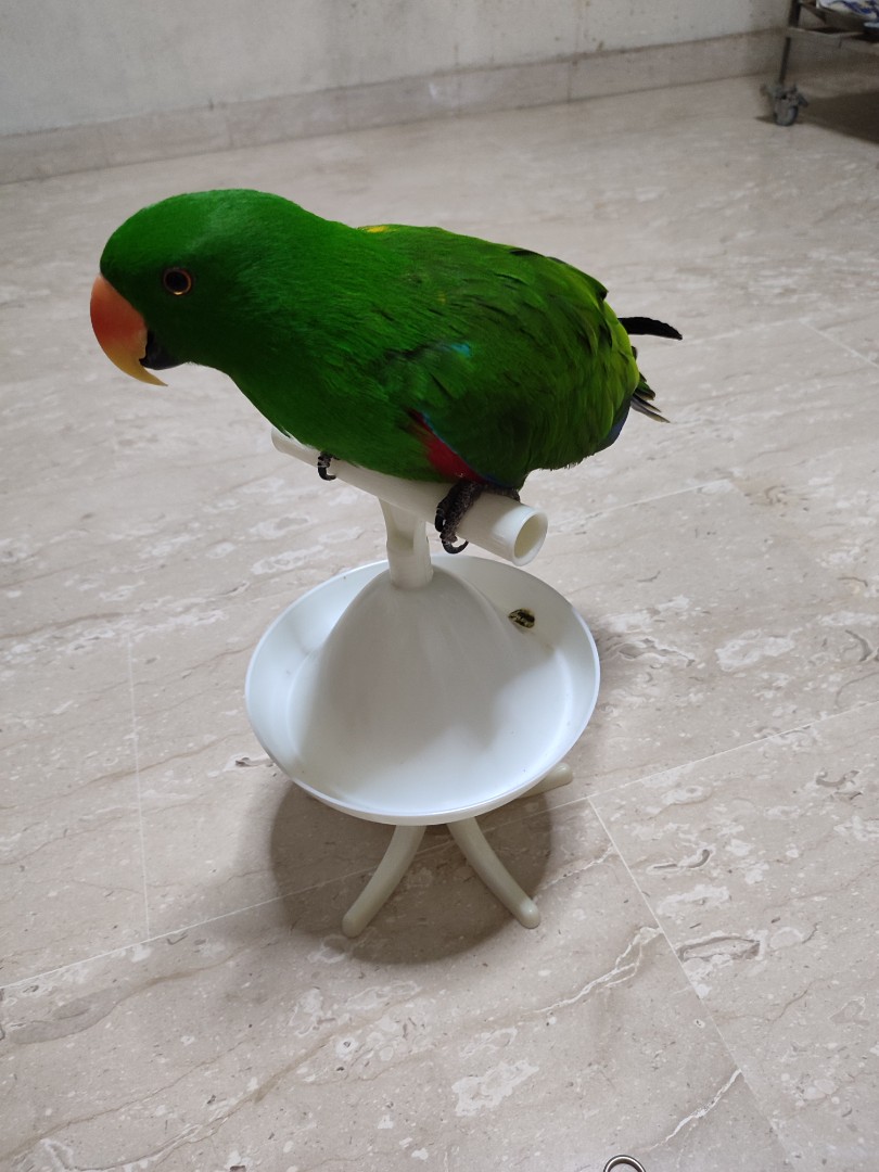 Parrot portable perch, Pet Supplies, Homes & Other Pet Accessories on ...