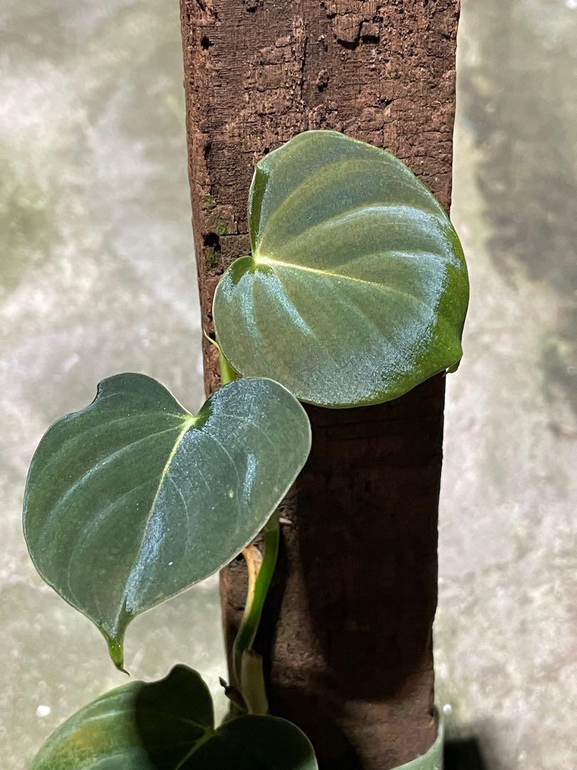 Philodendron Lupinum, Furniture & Home Living, Gardening, Plants ...