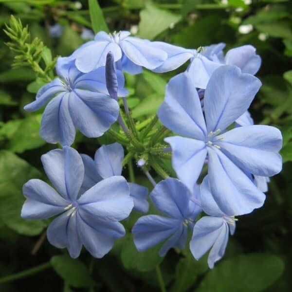 Pokok bunga plumbago baby blue, Furniture & Home Living, Gardening ...