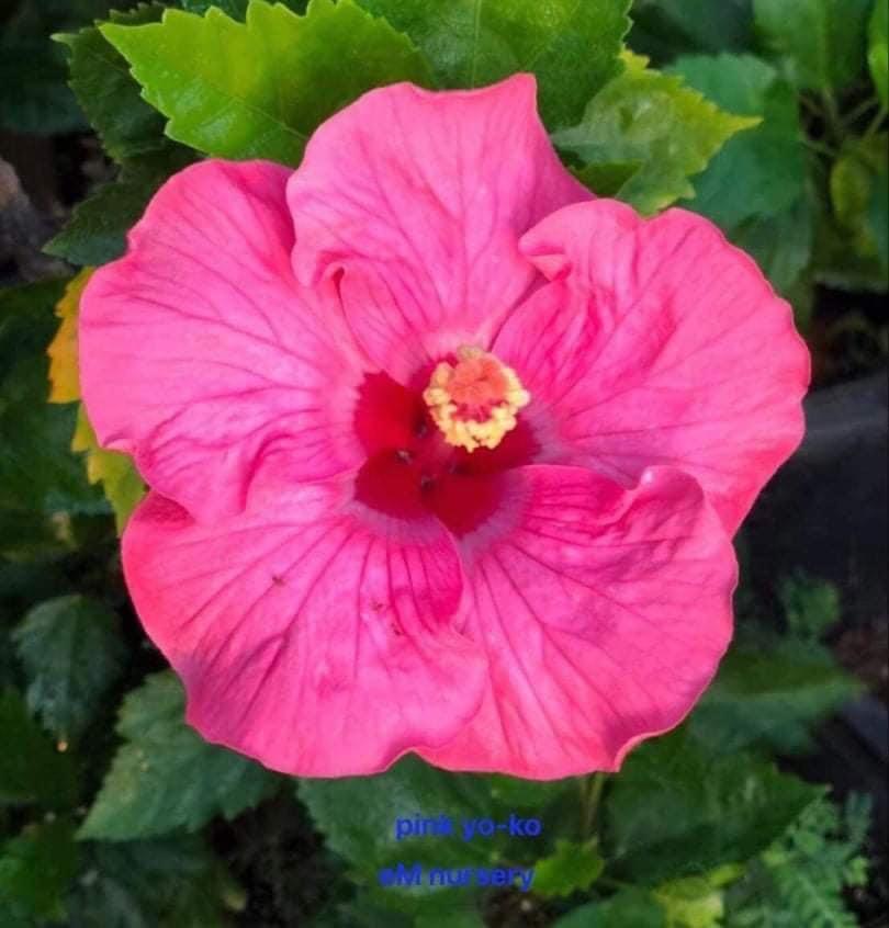 Pokok bunga raya pink yoko, Furniture & Home Living, Gardening, Plants ...