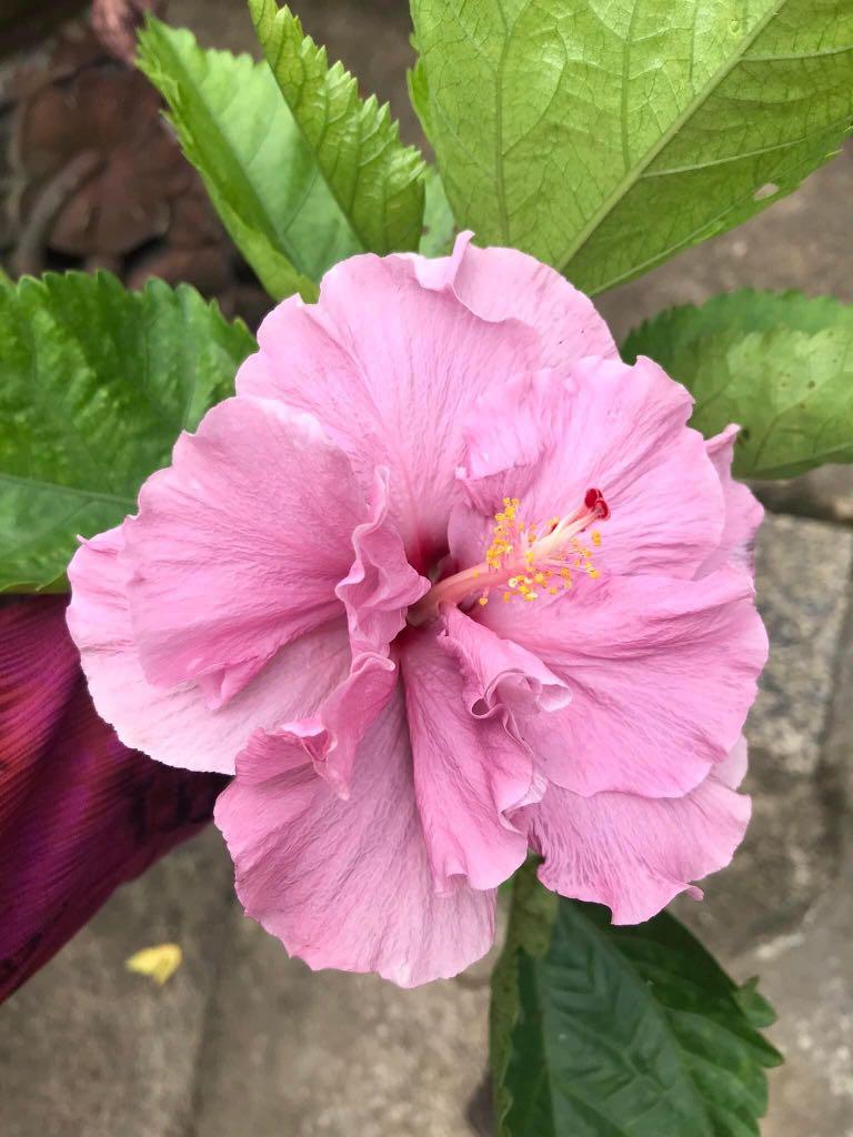 Pokok bunga raya star of all seasons, Furniture & Home Living ...