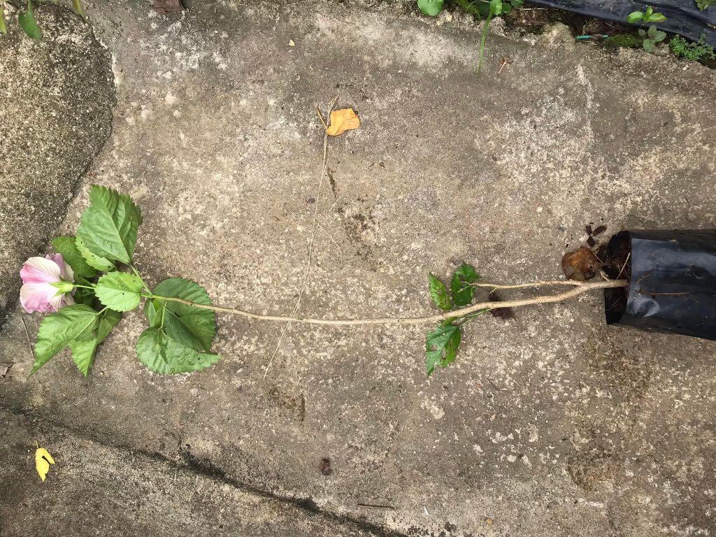 Pokok bunga raya star of all seasons, Furniture & Home Living ...