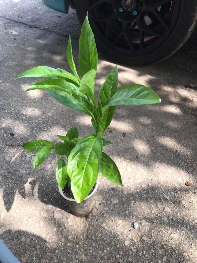 Pokok Bunga Wangi Sedap Malam Putih Furniture Home Living Gardening