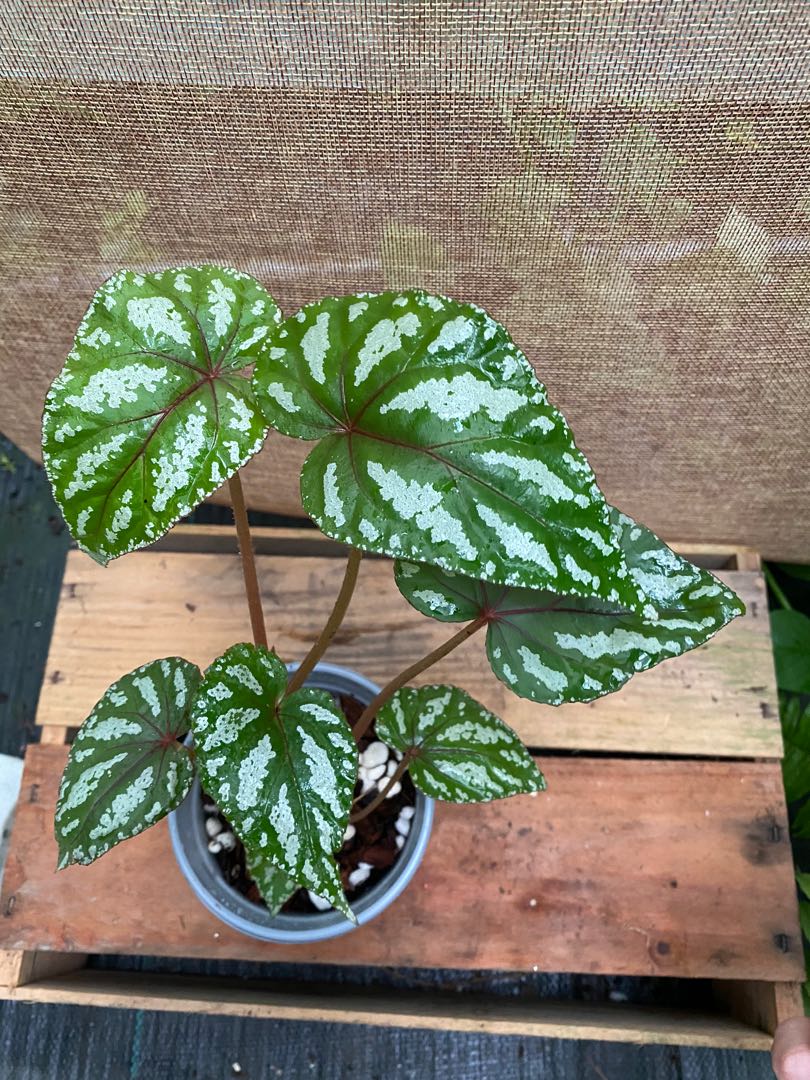 Begonia handelii Irmsch, Furniture & Home Living, Gardening, Plants ...