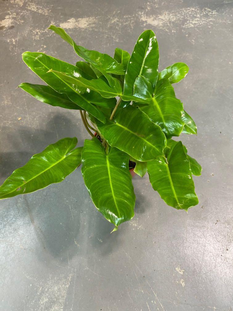 Philodendron Burle Max plant, Furniture & Home Living, Gardening ...
