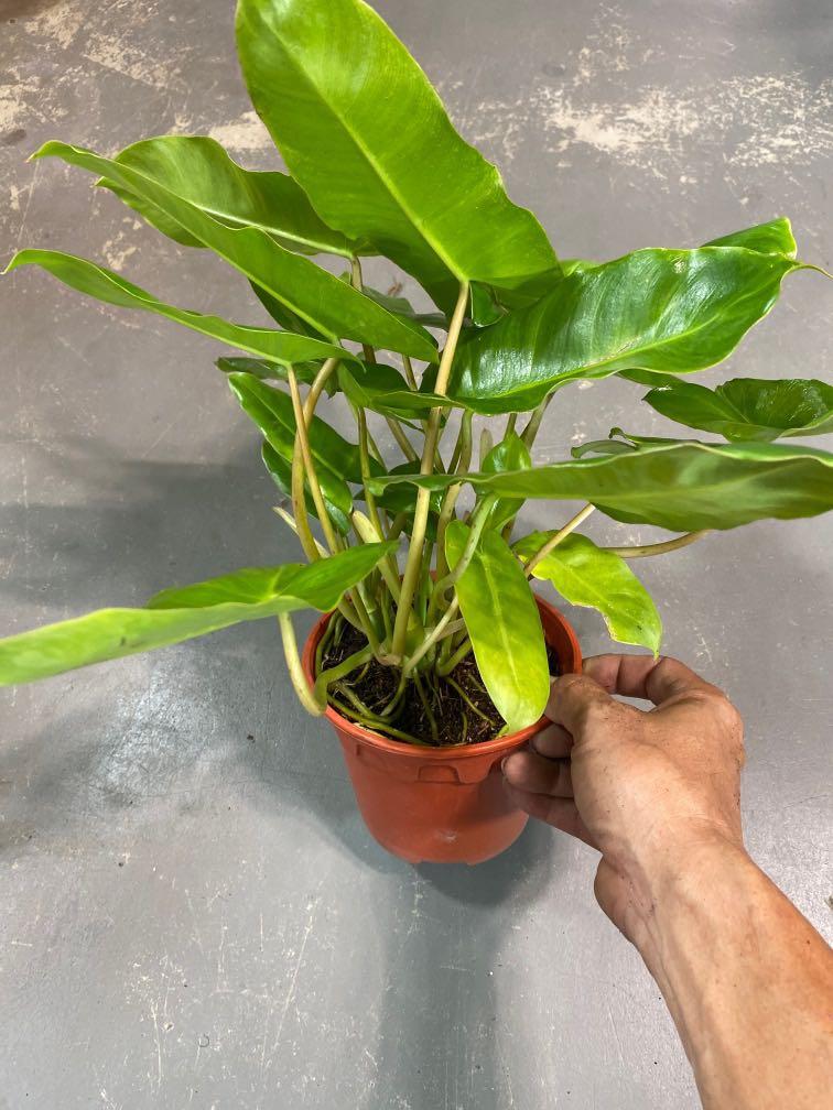 Philodendron Burle Max plant, Furniture & Home Living, Gardening ...