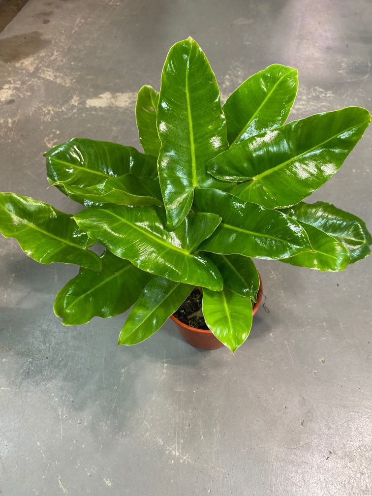 Philodendron Burle Max plant, Furniture & Home Living, Gardening ...