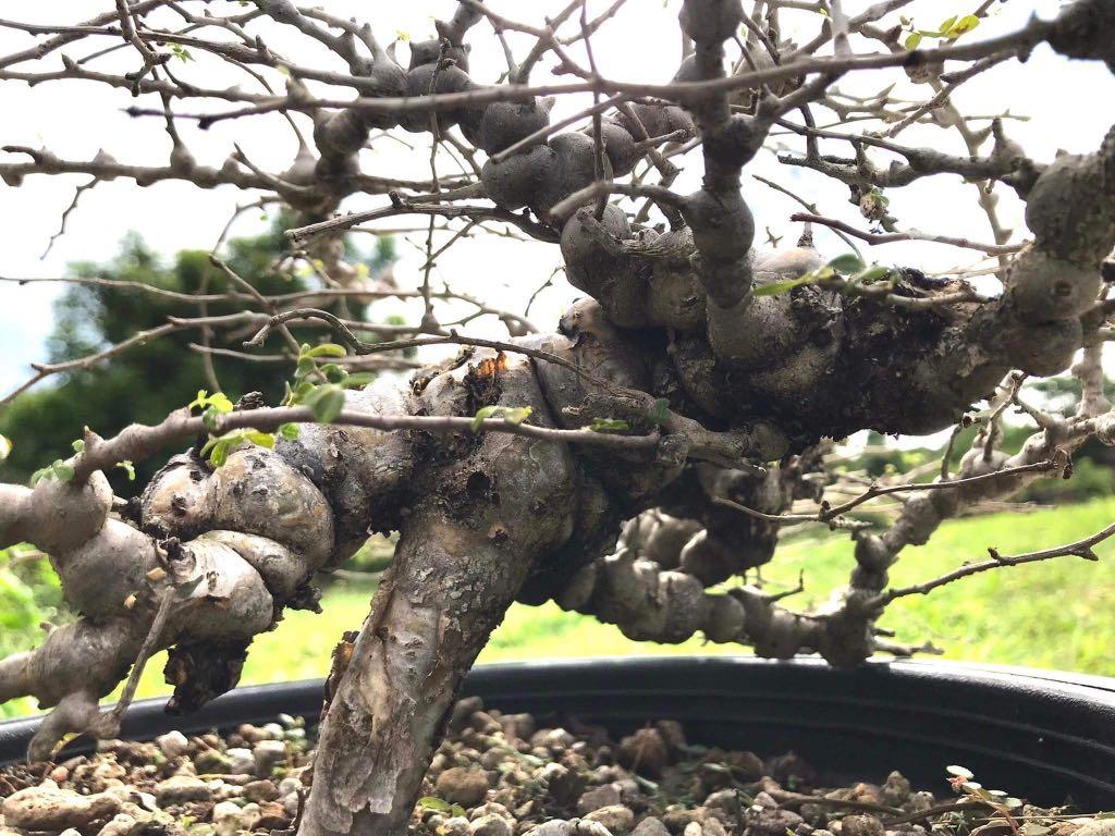 Commiphora sp. Eyl Somalia, Furniture & Home Living, Gardening, Plants & Seeds on Carousell