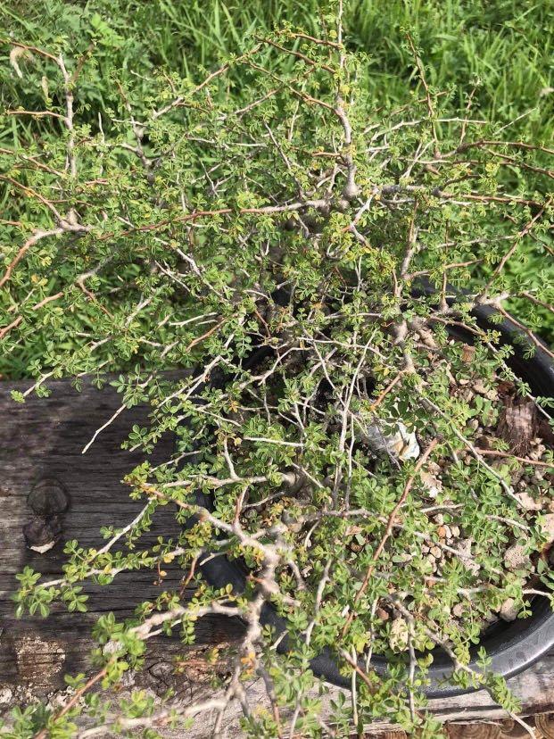 Commiphora sp. Eyl Somalia, Furniture & Home Living, Gardening, Plants ...