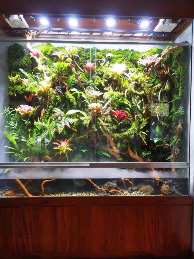 Customise rainforest box Terrariunm palladium, Pet Supplies, Homes ...