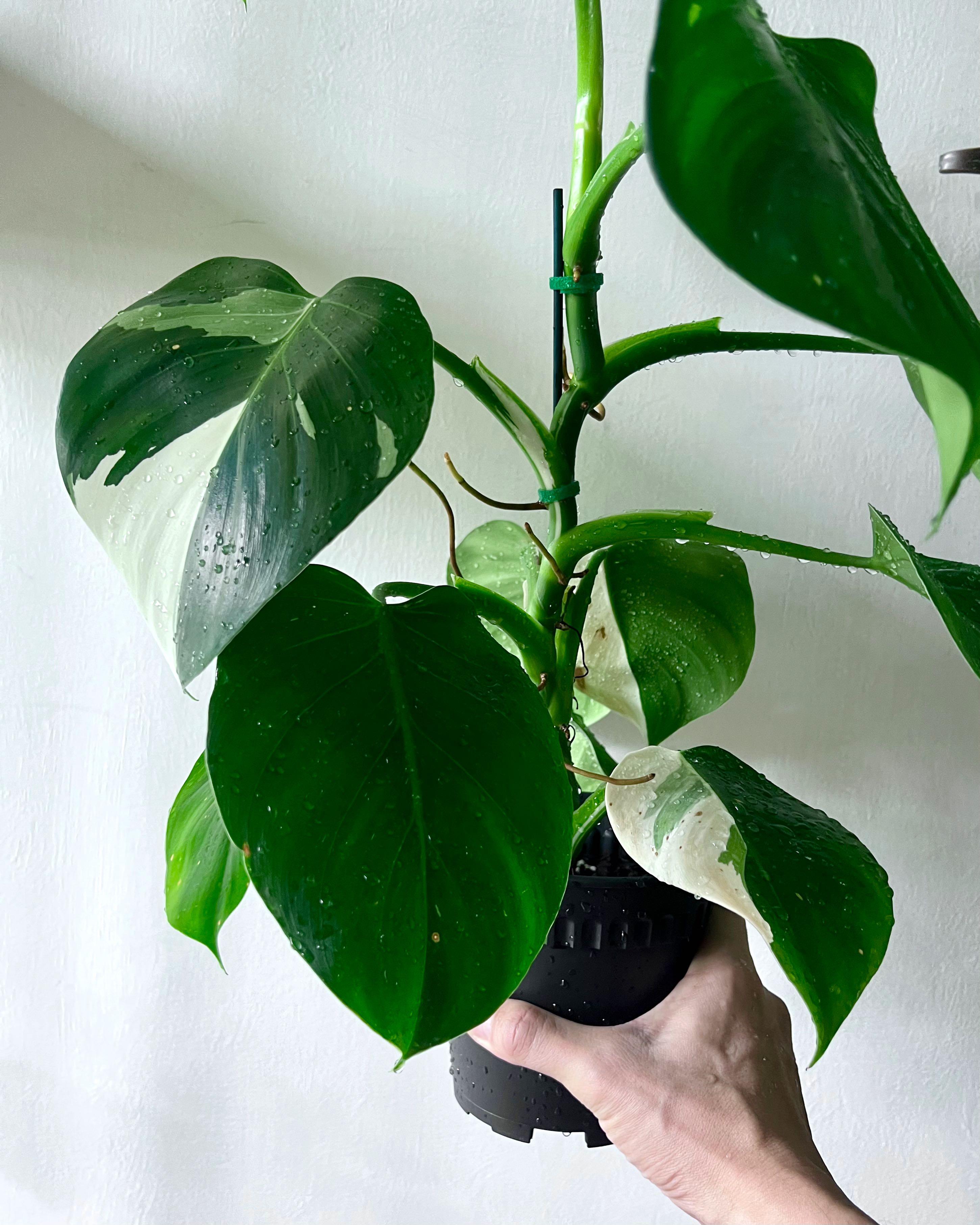 Philodendron White Wizard Variegated, Furniture & Home Living ...