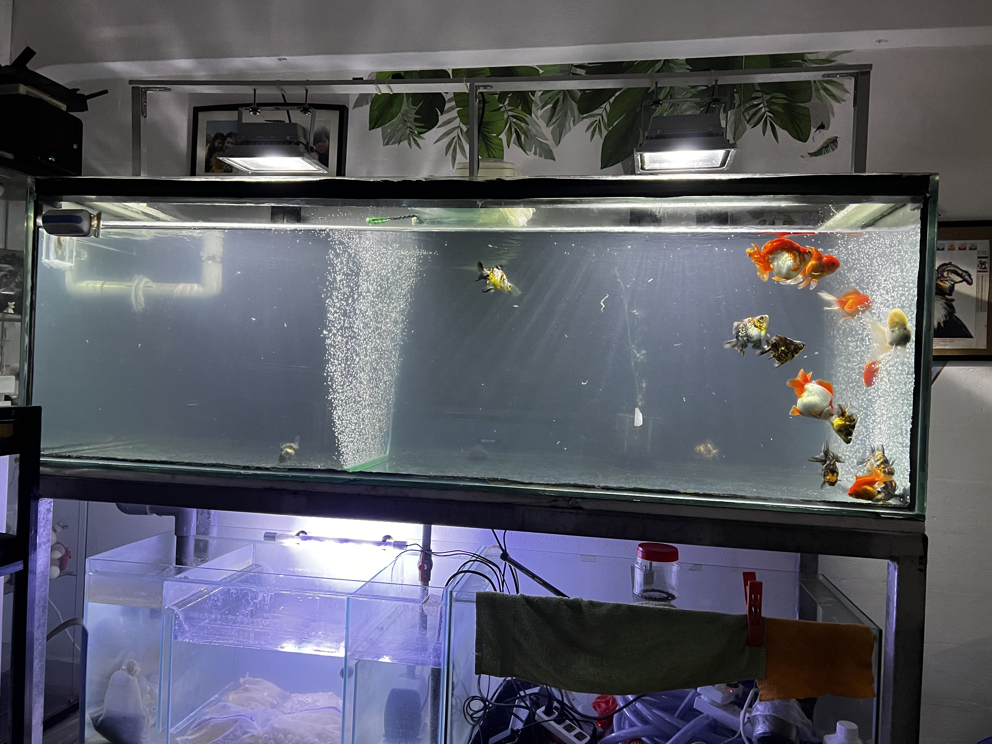 6 ft fish tank with stand + 3ft fish tank, Pet Supplies, Homes & Other ...