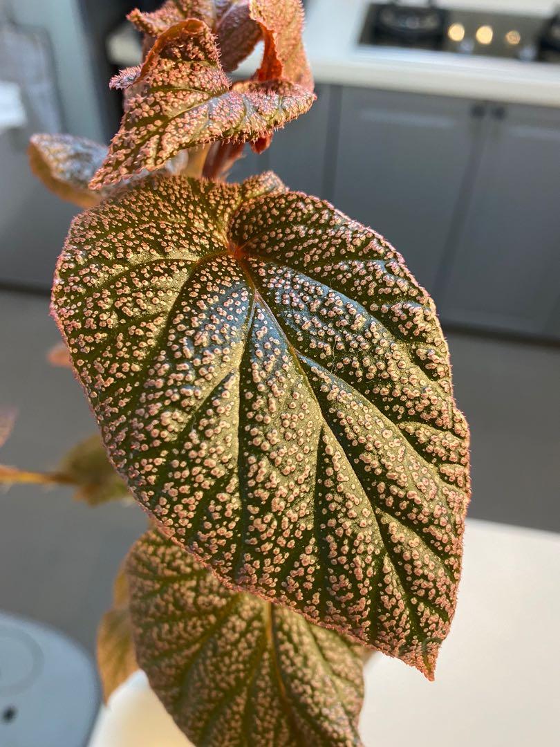 Begonia U062, Furniture & Home Living, Gardening, Plants & Seeds on ...