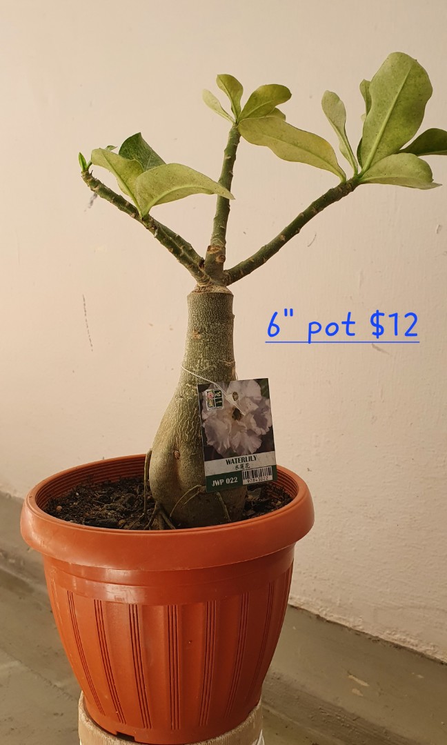 Different sizes adenium plant for sales, Furniture & Home Living ...