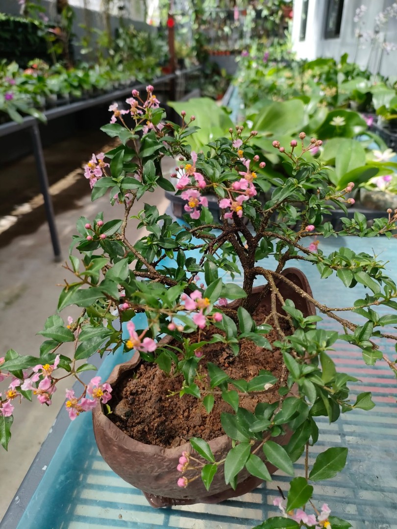 Dwarf melendres plants Lagerstroemia Indica, Crape Myrtle, Furniture ...