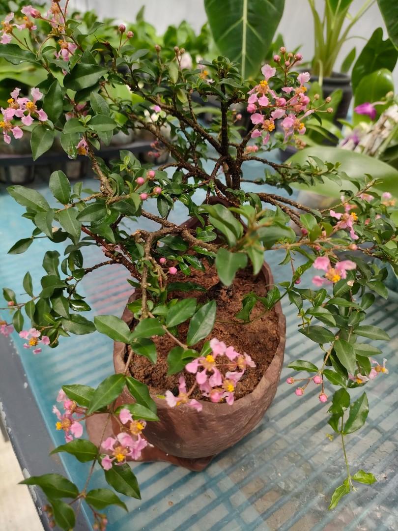 Dwarf melendres plants Lagerstroemia Indica, Crape Myrtle, Furniture ...