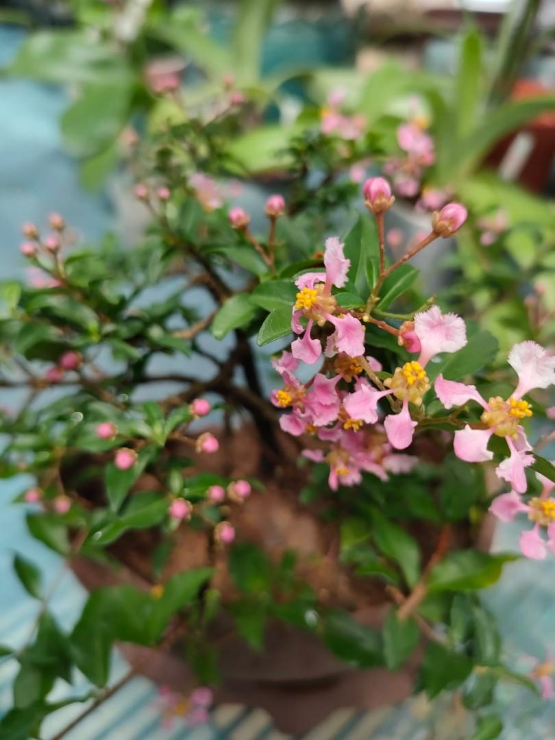 Dwarf melendres plants Lagerstroemia Indica, Crape Myrtle, Furniture ...