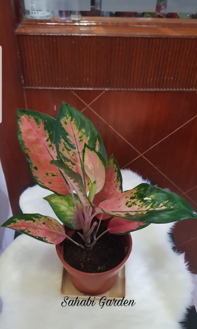 Aglaonema Pink Lady Valentine- Houseplant, Furniture & Home Living ...