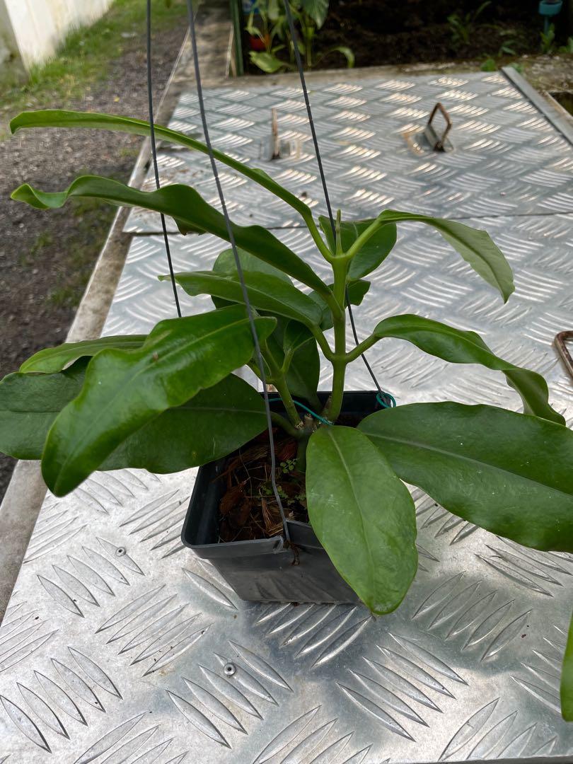 Hoya maxima, verticillata , baikensis, SP Philippines, imperialis red ...