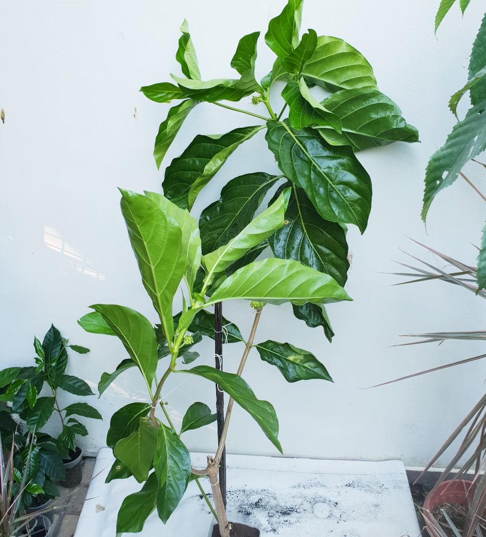 Noni Tree With Many Fruits, Furniture & Home Living, Gardening, Plants ...