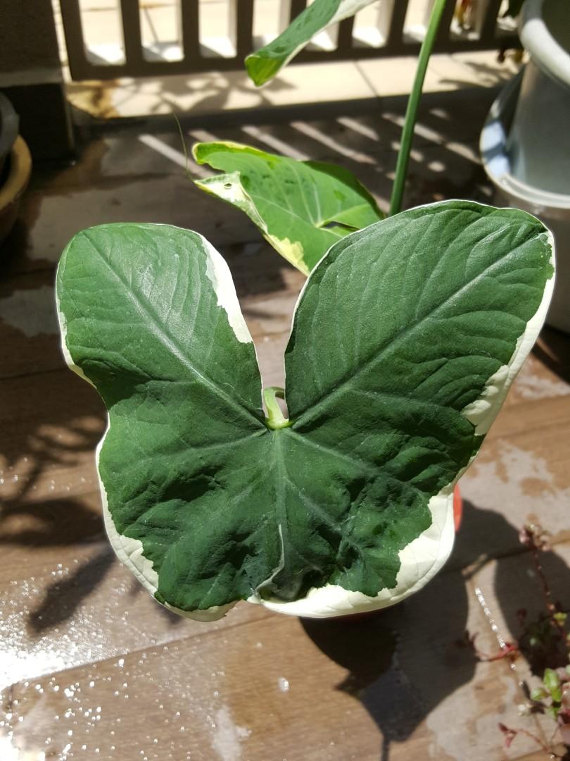 Big Xanthosoma ""Mickey Mouse"/"Alocasia" Variegated, Furniture & Home ...