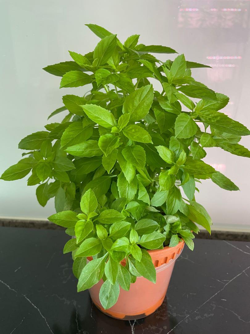Greek Minette Basil, Furniture & Home Living, Gardening, Plants & Seeds ...