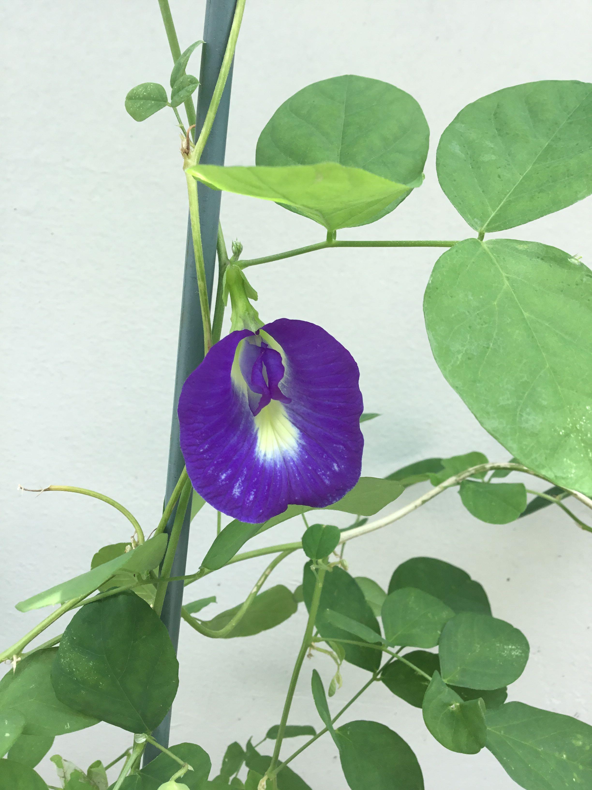New ! Tall Homegrown Flowering Butterfly Pea Plant Potted Pesticide ...