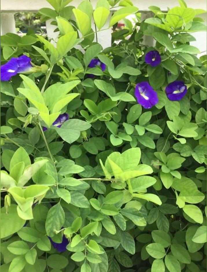 New ! Tall Homegrown Flowering Butterfly Pea Plant Potted Pesticide ...