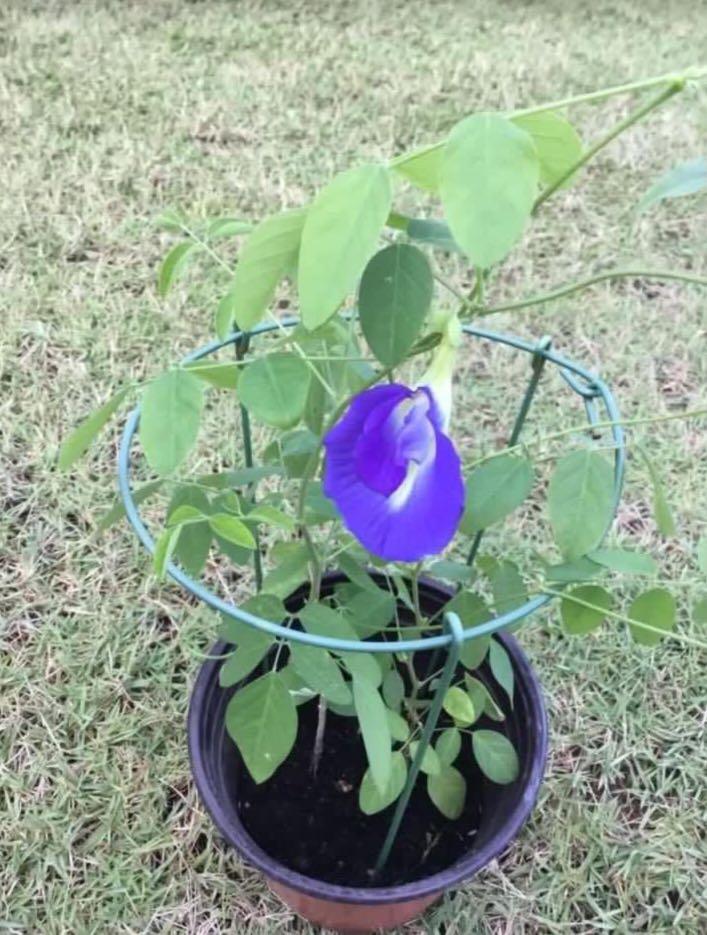 New ! Tall Homegrown Flowering Butterfly Pea Plant Potted Pesticide ...