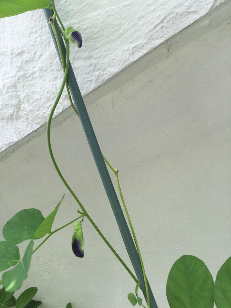 New ! Tall Homegrown Flowering Butterfly Pea Plant Potted Pesticide ...
