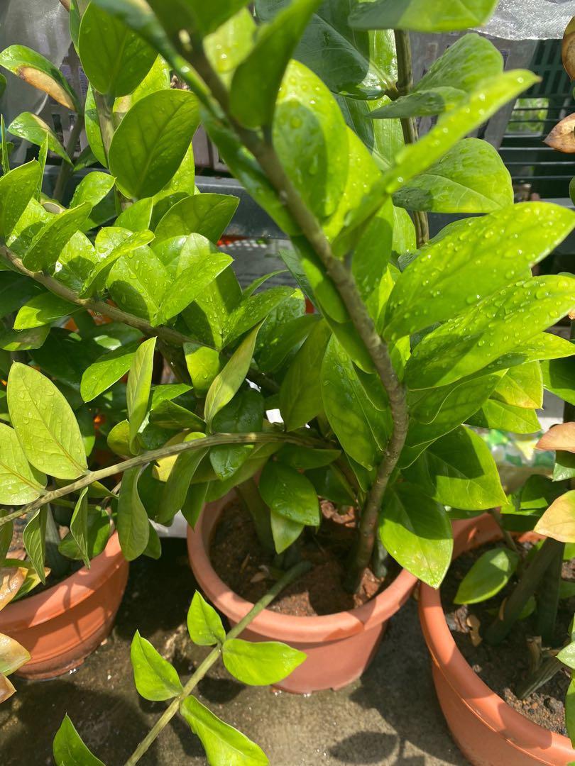 Zamioculcas ZZ plant money plant gold coin tree, Furniture & Home ...