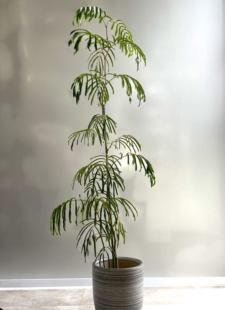 Everfresh Tree Plant - Pithecellobium Confertumアカサヤネムノキ, Furniture ...