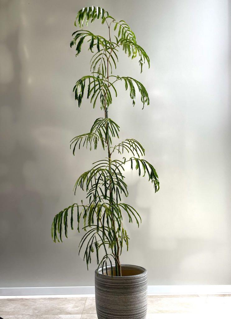 Everfresh Tree Plant - Pithecellobium Confertumアカサヤネムノキ, Furniture ...