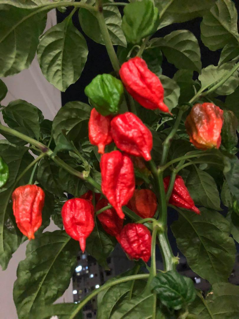 Ghost Pepper chilli, Furniture & Home Living, Gardening, Plants & Seeds ...