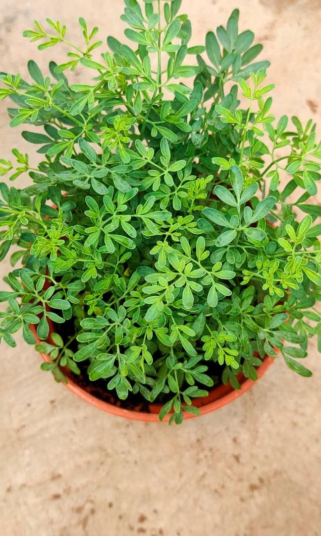 Ruta graveolens (mini)- Herbs and Fruits, Furniture & Home Living ...