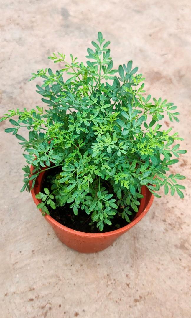 Ruta graveolens (mini)- Herbs and Fruits, Furniture & Home Living ...
