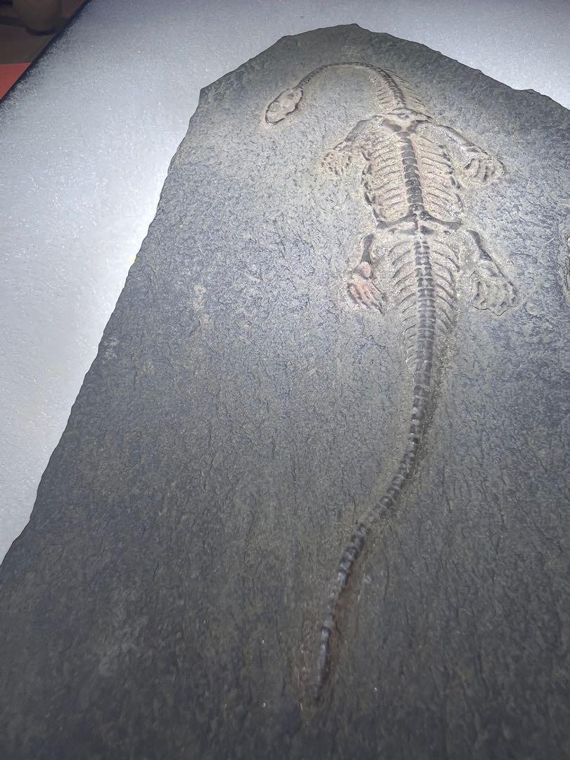 Keichousaurus Fossil, Hobbies & Toys, Memorabilia & Collectibles ...