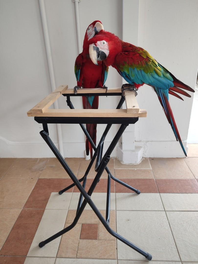 parrot table stand, Pet Supplies, Homes & Other Pet Accessories on ...