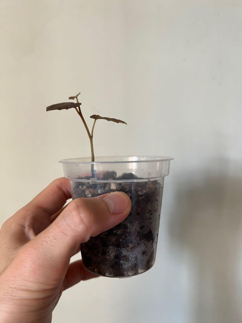 Piper sp Borneo (Pterisanthes), Furniture & Home Living, Gardening ...