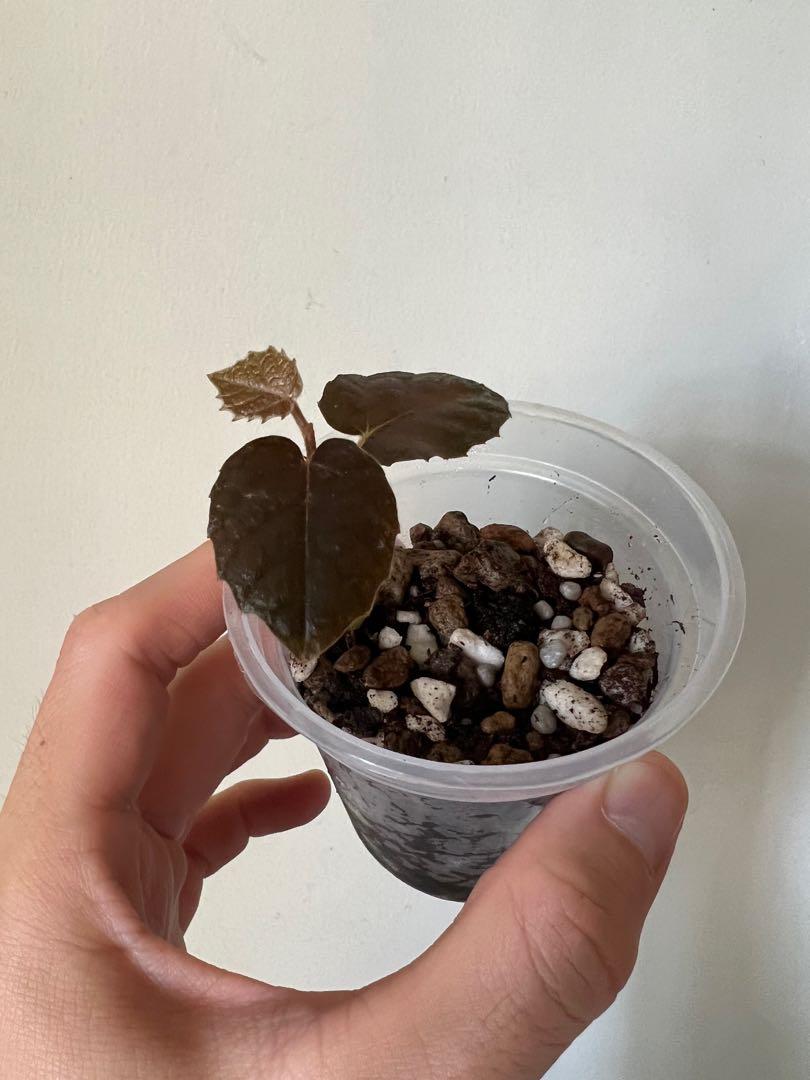 Piper sp Borneo (Pterisanthes), Furniture & Home Living, Gardening ...