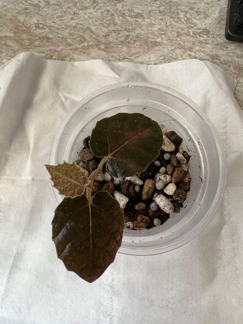 Piper sp Borneo (Pterisanthes), Furniture & Home Living, Gardening ...