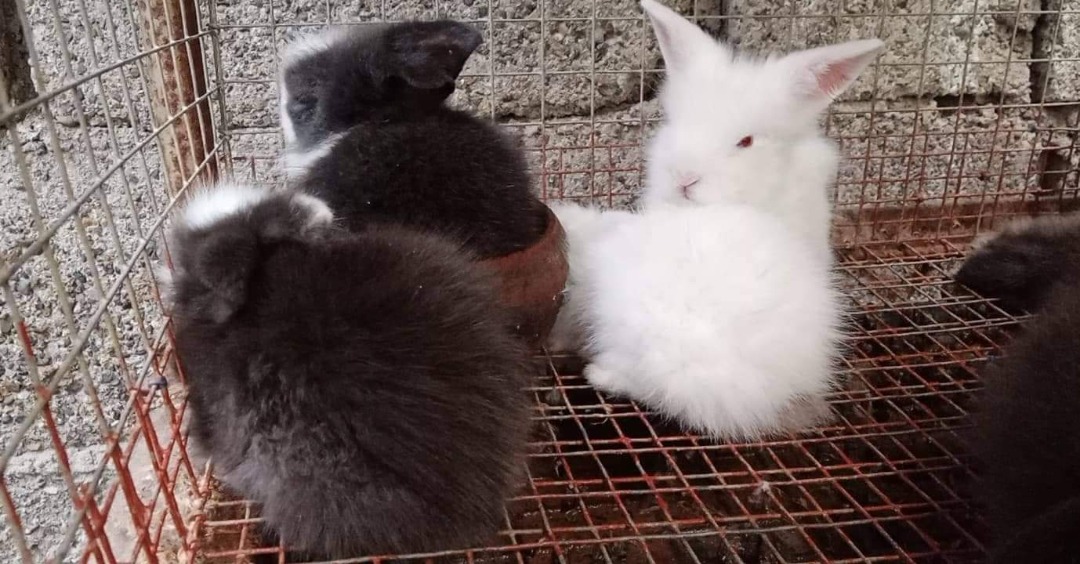 Rabbit pellets and hays, Pet Supplies, Pet Food on Carousell