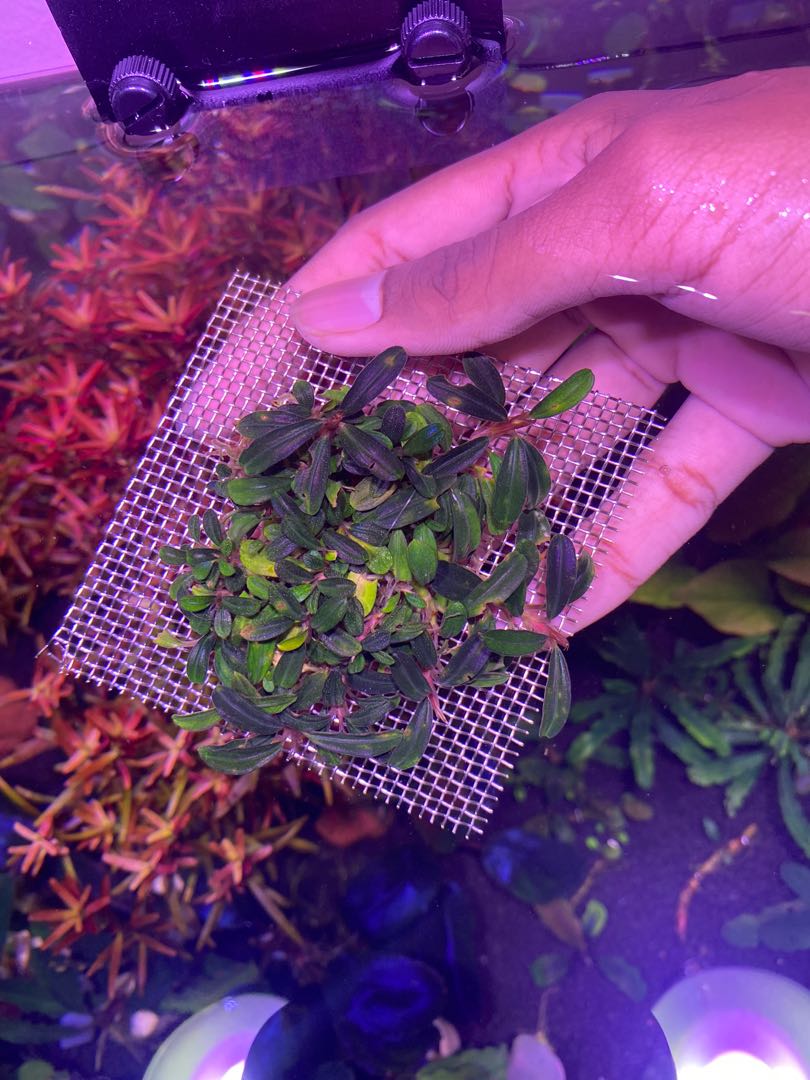 Bucephalandra Sp Mini Phantom, Pet Supplies, Homes & Other Pet ...