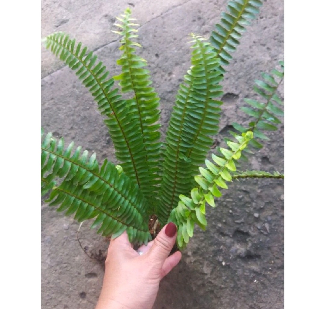 Fern Variety Wild Fern Ornamental plant Indoor and Outdoor, Furniture ...
