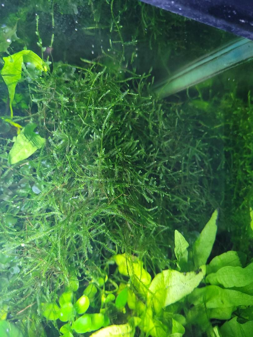 susswassertang, Furniture & Home Living, Gardening, Plants & Seeds on ...