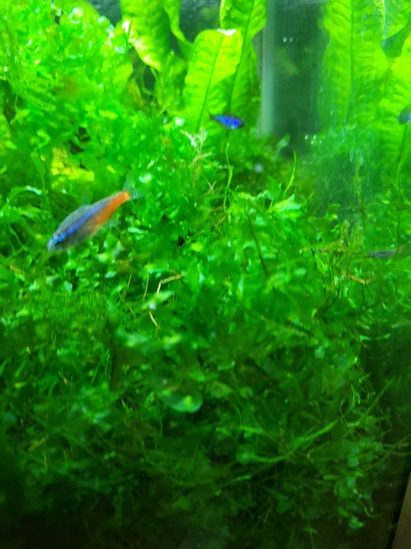 susswassertang, Furniture & Home Living, Gardening, Plants & Seeds on ...
