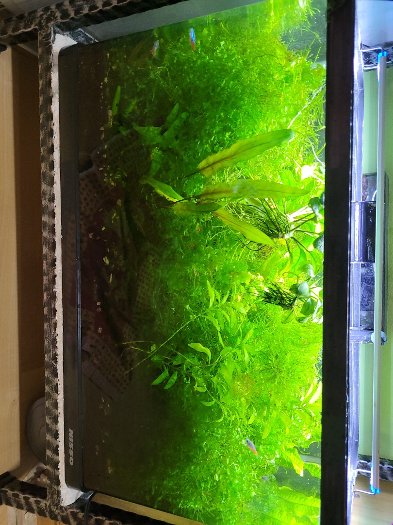 susswassertang, Furniture & Home Living, Gardening, Plants & Seeds on ...