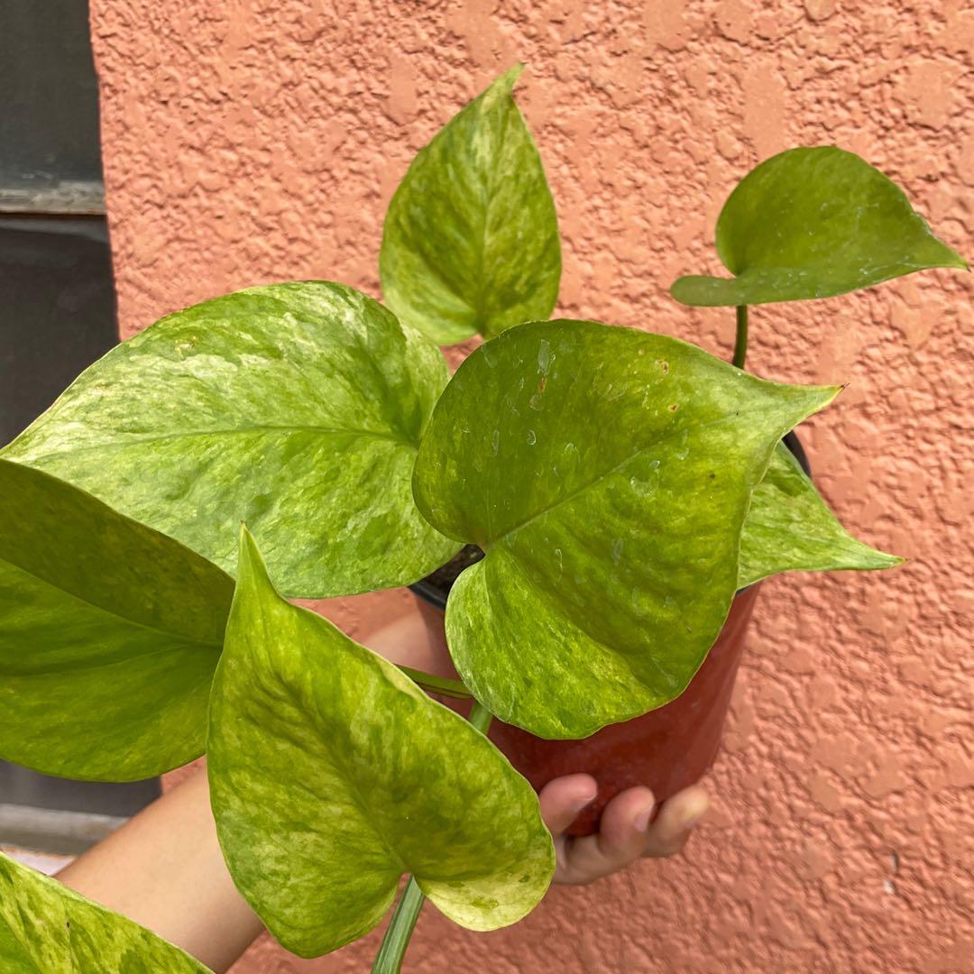 Jessenia Pothos, Furniture & Home Living, Gardening, Plants & Seeds on ...
